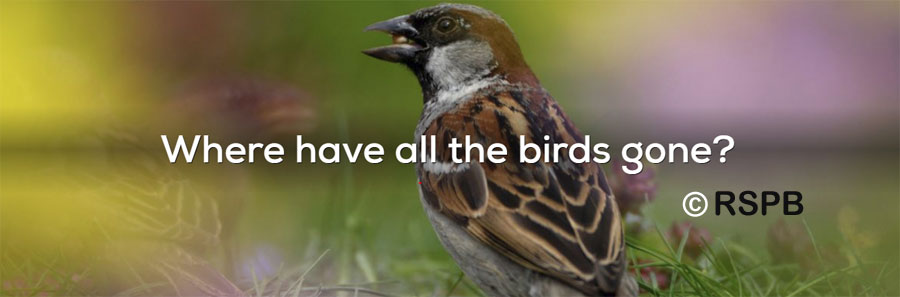 Where have all the birds gone? | Clara Vale Conservation Group